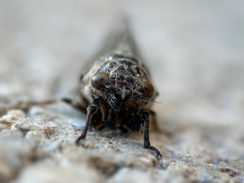 Viendo y aprendiendo de la naturaleza: Chicharras