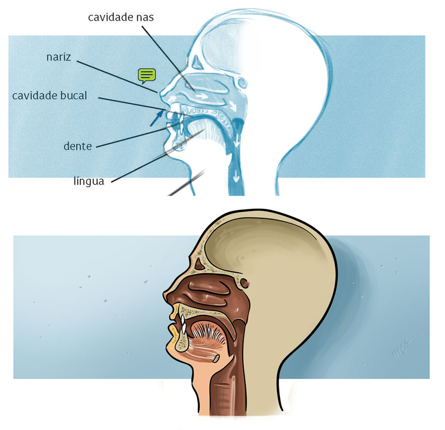 Márcio L. Castro: Cavidade Nasal