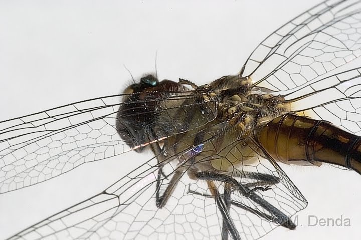Biology Snippets: If insects that fly only use two wings to fly, why do ...