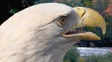 EAGLESEYE WINNING SPORTS PICKS