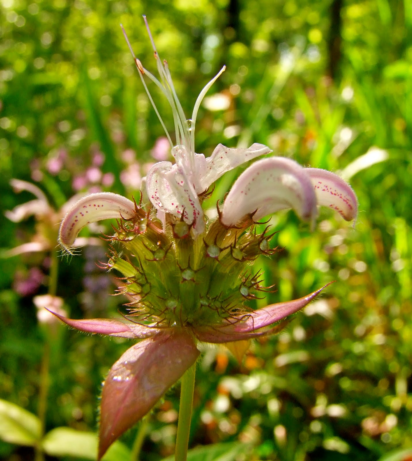 clay and limestone: May Blooms For You
