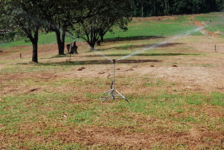 The 2020 Blog: Greener Pastures