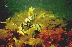 Ciências da Natureza: Reino Plantae (Metaphyta) - Algas Pluricelulares