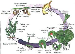 Ciências da Natureza: Reino Plantae (Metaphyta) - Pteridófitas