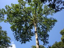 OVERVIEWINVESMENT ANTHOCHEPHALUS CADAMBA