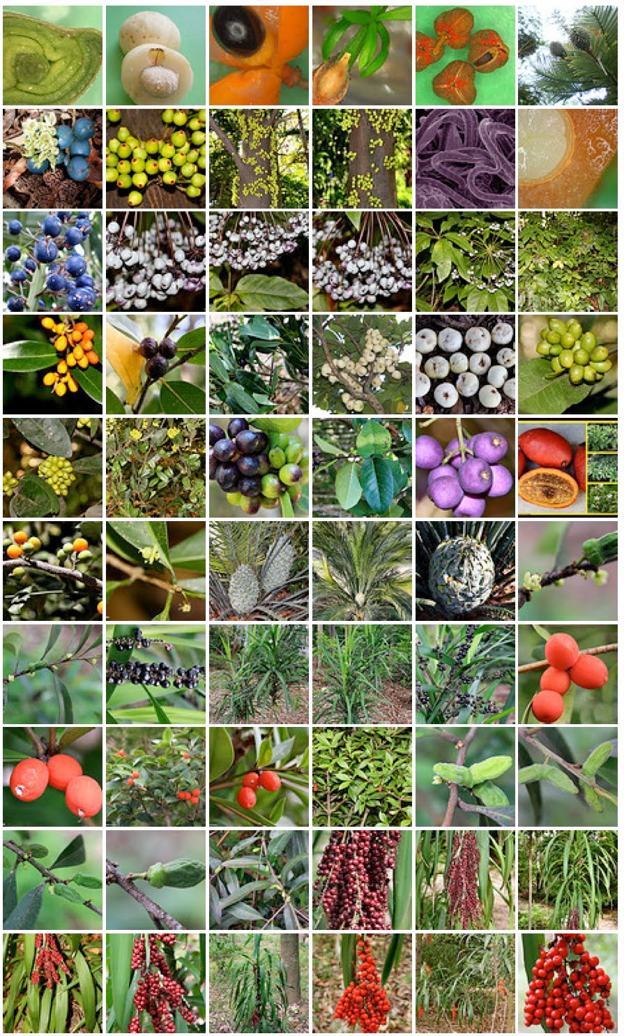 homage to the seed weblog . . .: Seeds/Fruit of the Australian Rainforest