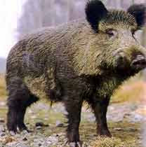 bloc de Adrian: El porc senglar.