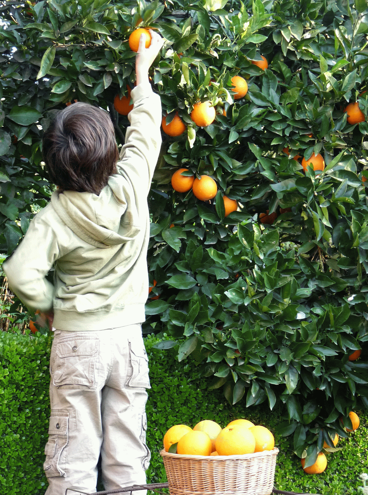 En el jardin: cosecha de naranjas