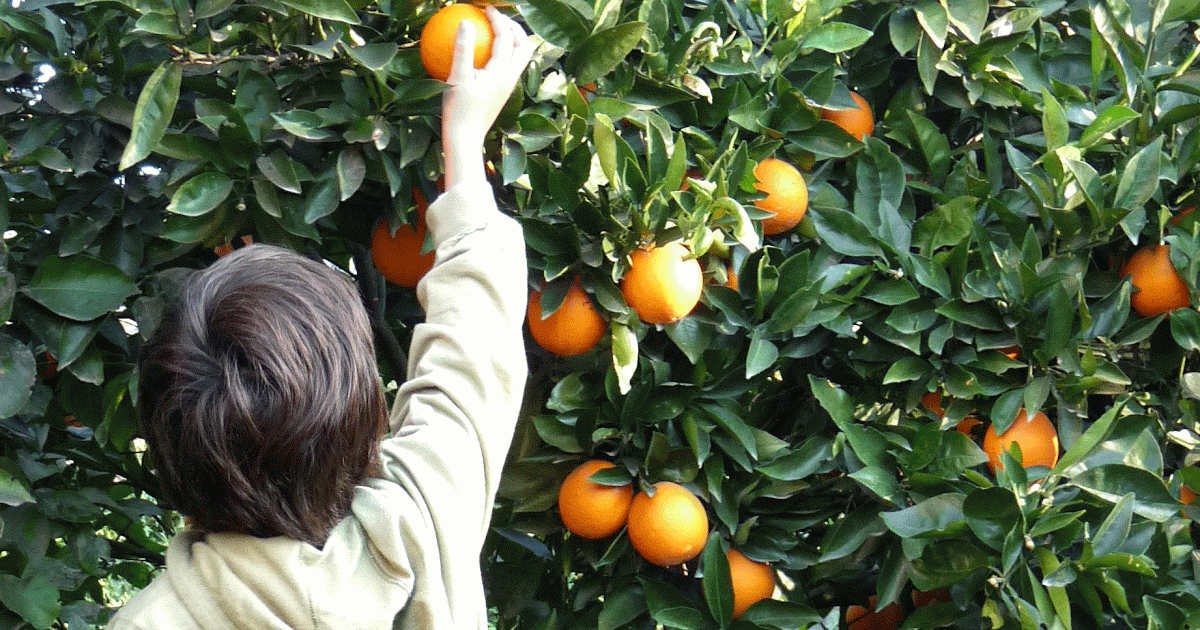 En el jardin: cosecha de naranjas
