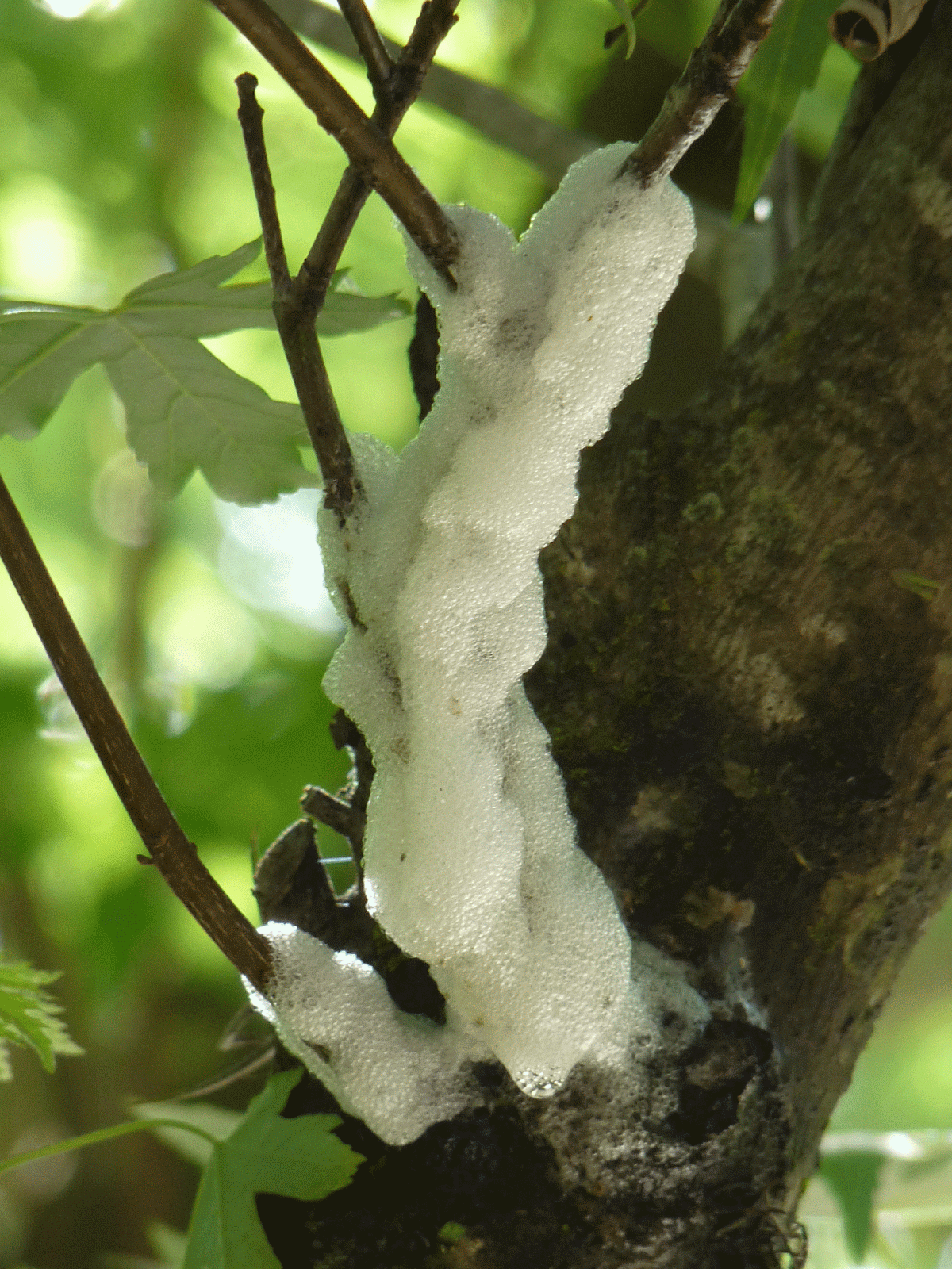 En el jardin: chicharrita de la espuma...te atrapé!!!