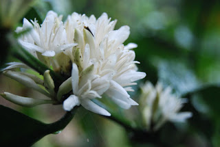 Rumah Petuahlang: Bunga kopi