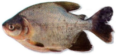 Acuicultura en Córdoba y Colombia: El Bocahico y La Cachama