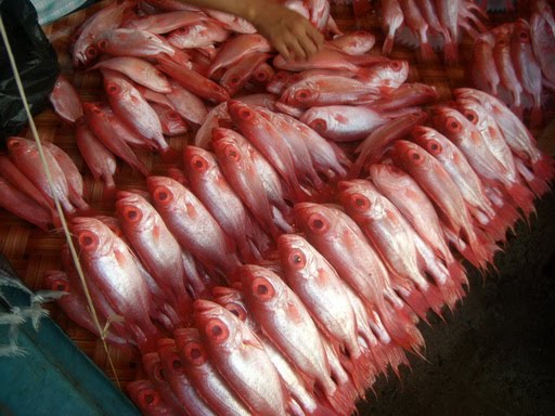 25+ Ikan Mata Merah, Istimewa!