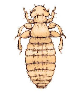Especies de Polchaco: Menopon gallinae