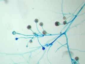 Especies de Polchaco: Absidia sp.