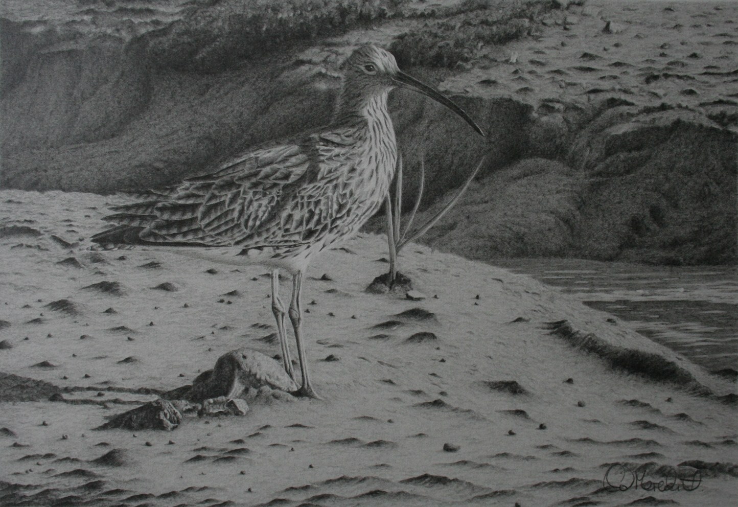 Clive Meredith Wildlife Art: Curlew drawing finished