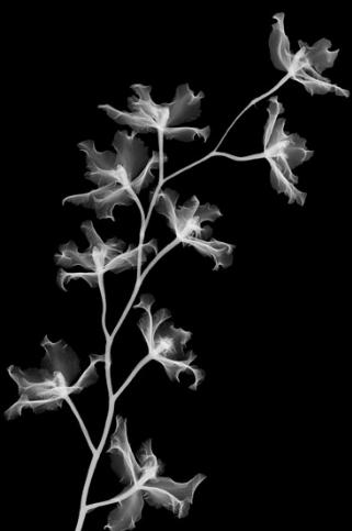 Ultimate Examples of X-Ray Photography by Nick Veasey | ~Spicx~