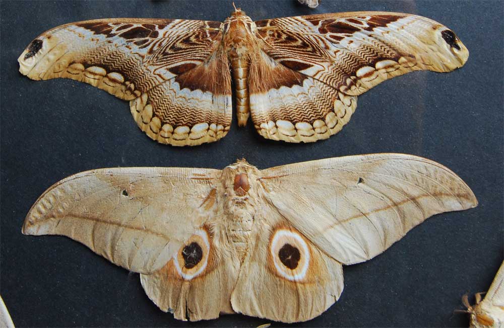 Drawing a line in time: Mothwing, water and an exultation of larks.