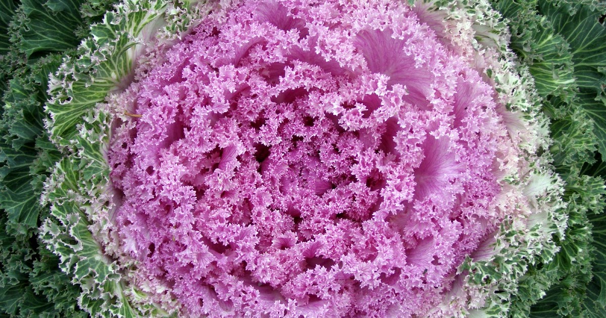 photography exposure: flowering kale