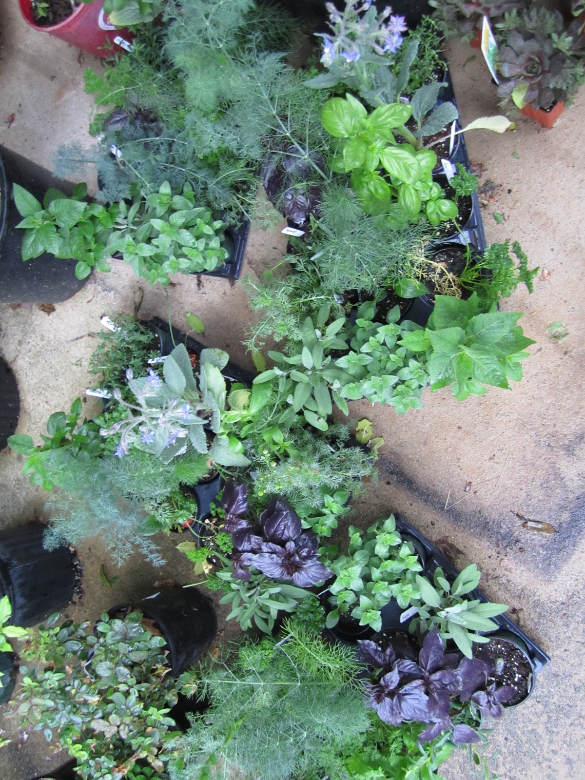 Gone Walkabout: Amish Plant Auction