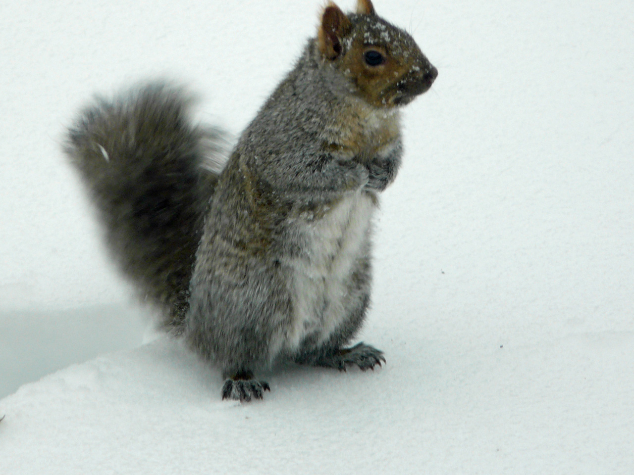Free Press Photo News: Snow squirrel - Wayne Comstock