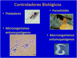 APLICABILIDAD DEL CONTROL BIOLÓGICO EN EL MANEJO DE INSECTOS PLAGA