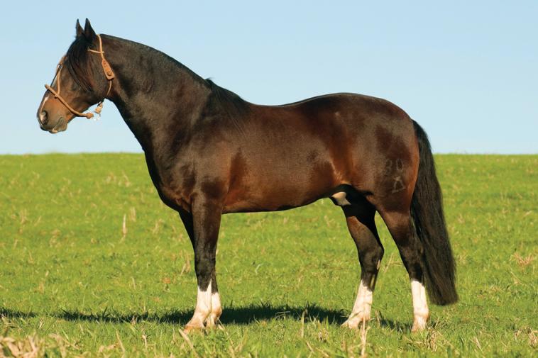 Cavalo Crioulo: Chefes da Raça Crioula