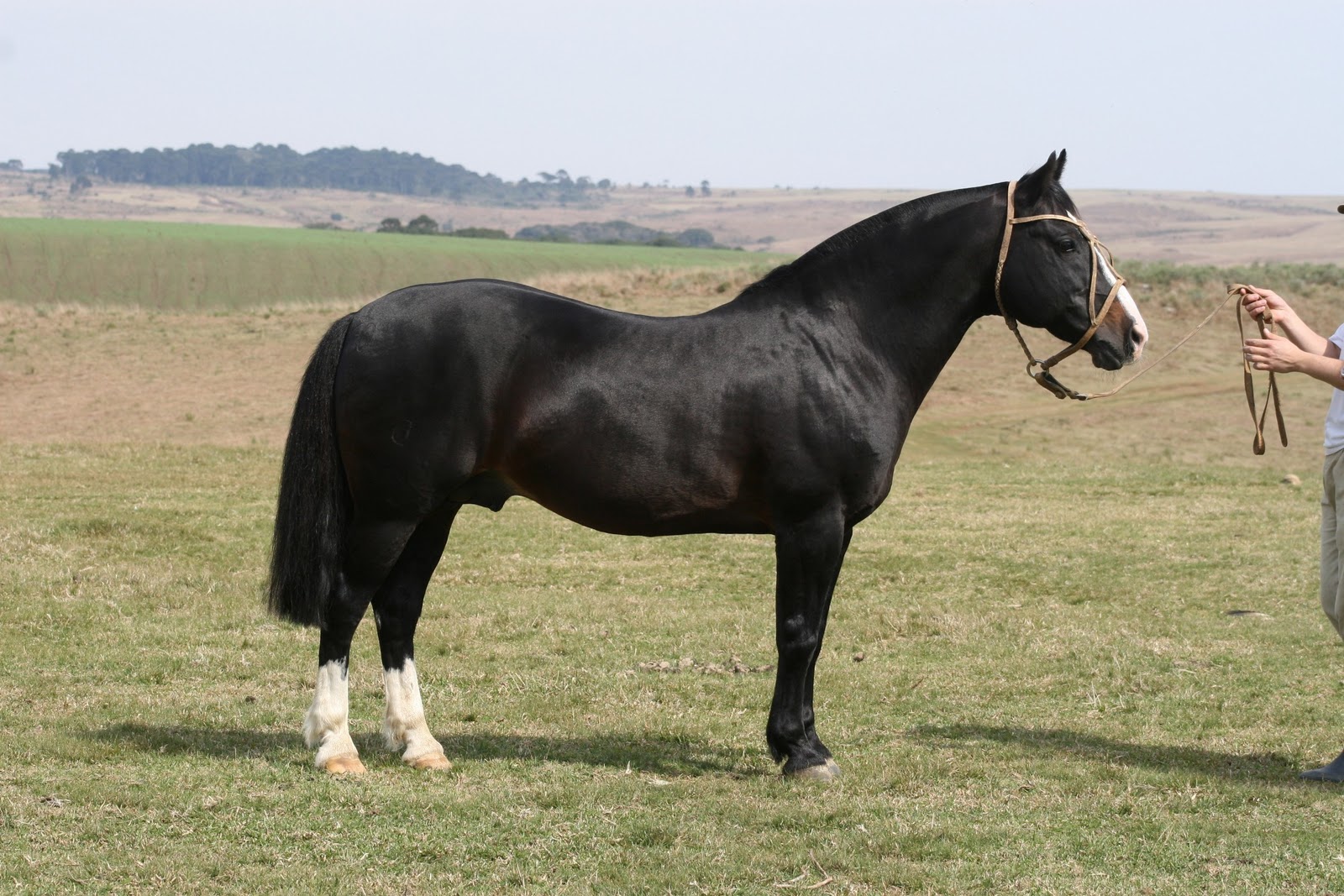 Cavalo Crioulo: Chefes da Raça Crioula