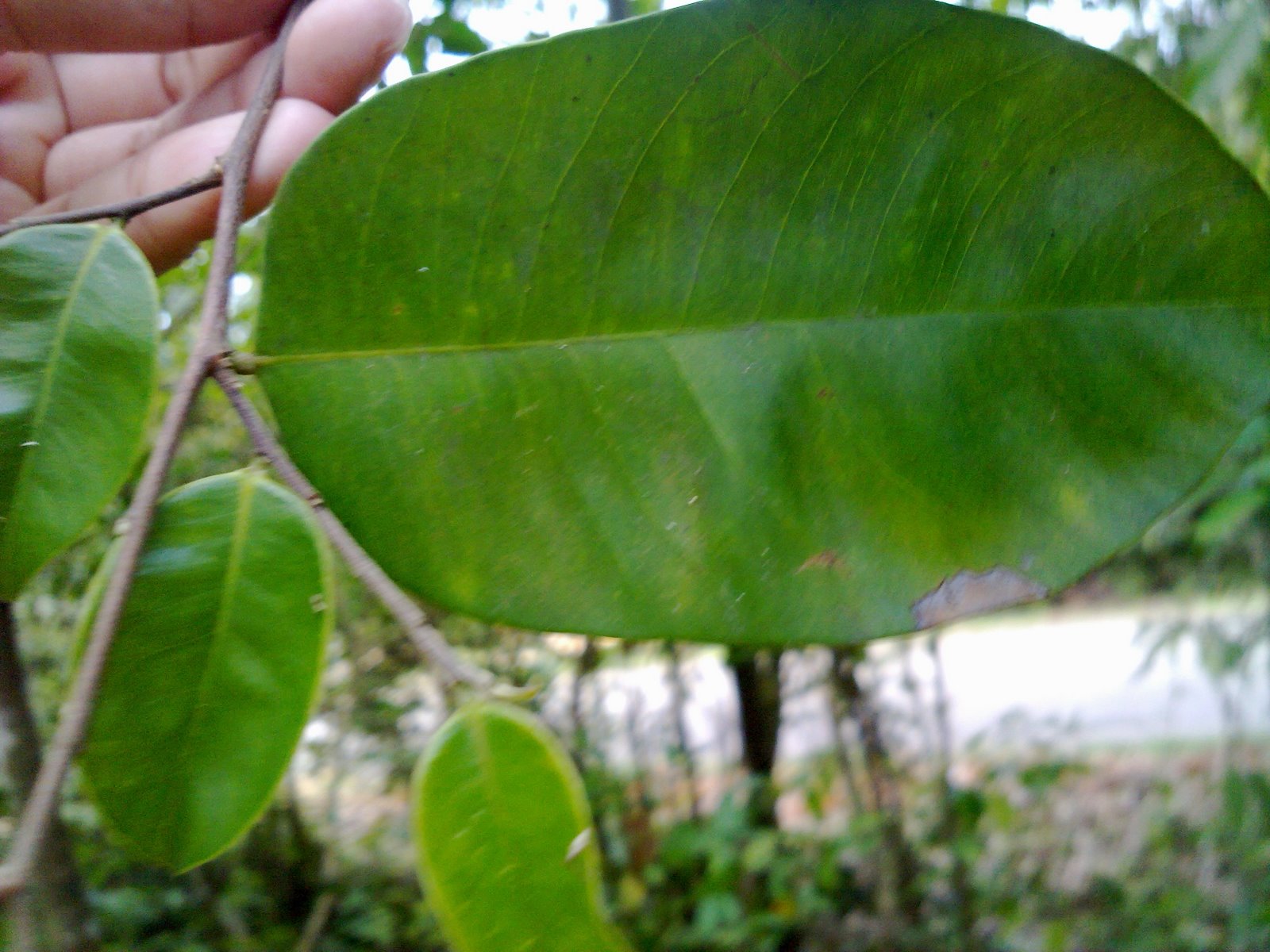 IGB Inoculum Premium: Aquilaria Agallocha