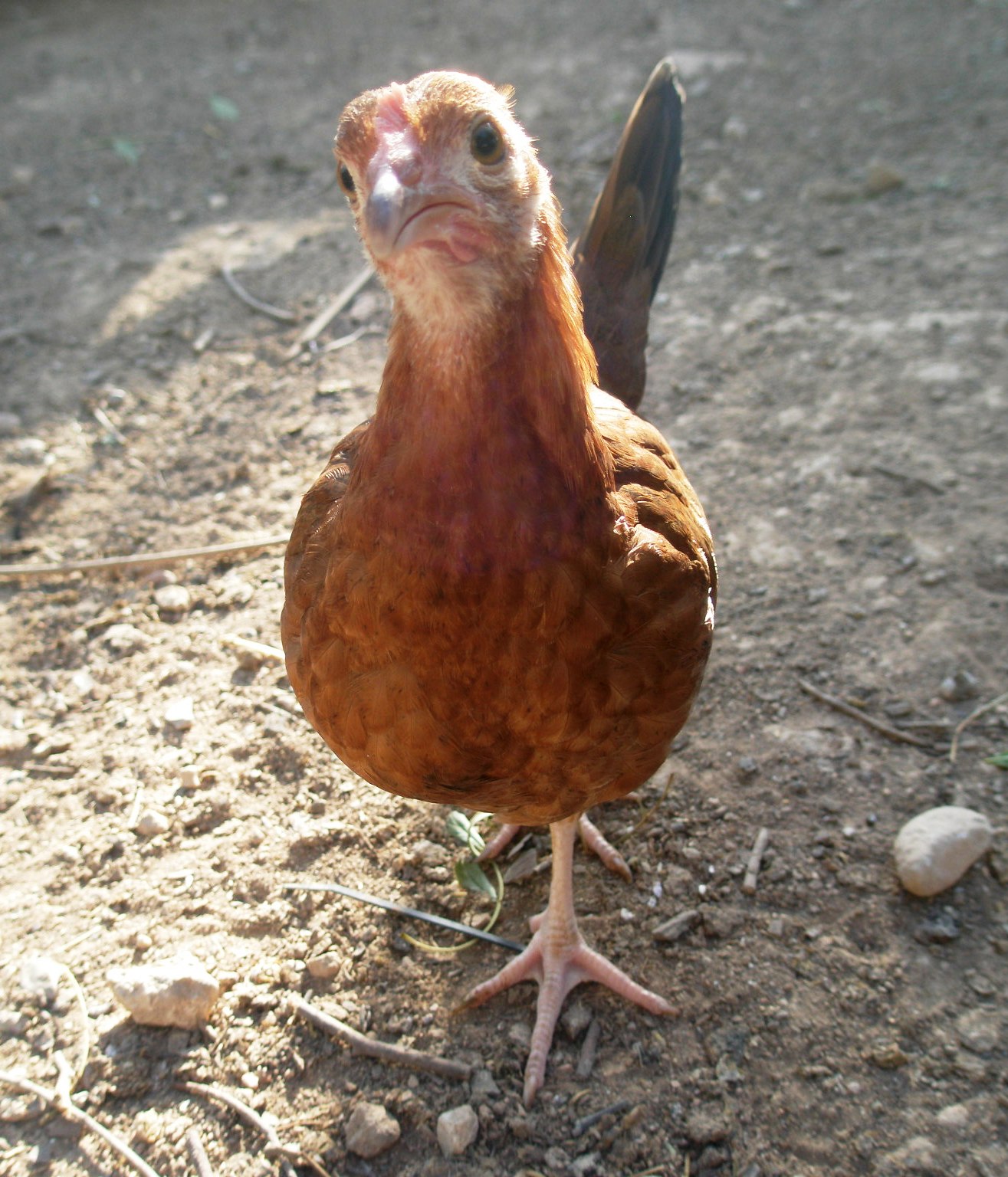 Finca Quercus: Animales que crio