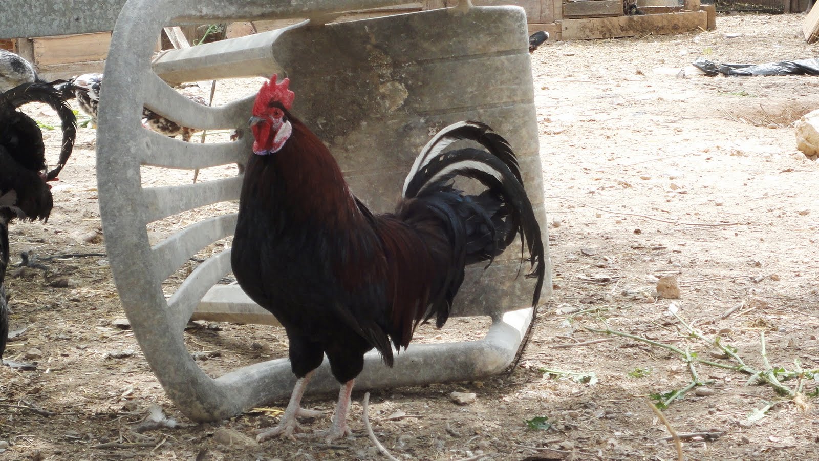 Finca Quercus: Animales que crio