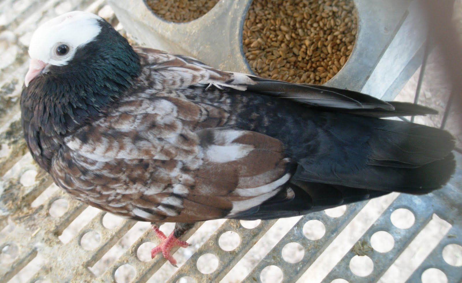 Finca Quercus: Animales que crio