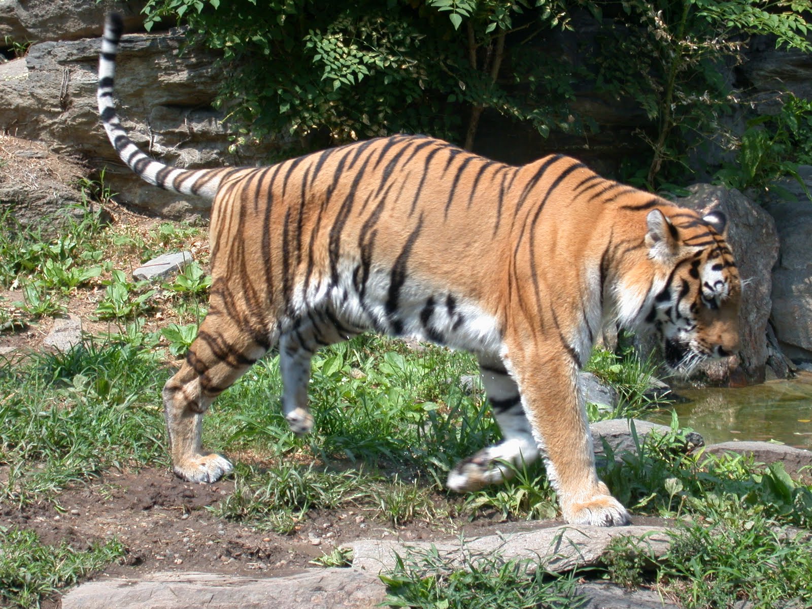 Tiger Pictures