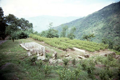 Darjeeling Tourism | Darjeeling Hill Station: Darjeeling Tea Garden ...