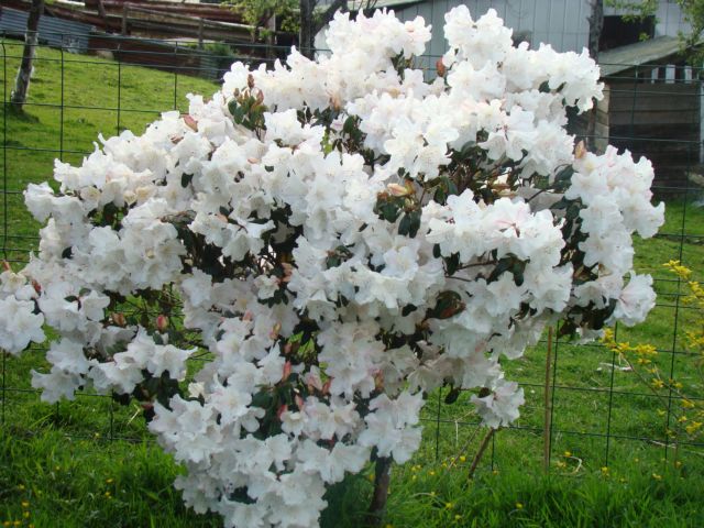 Himalaya | Plantas y hortalizas