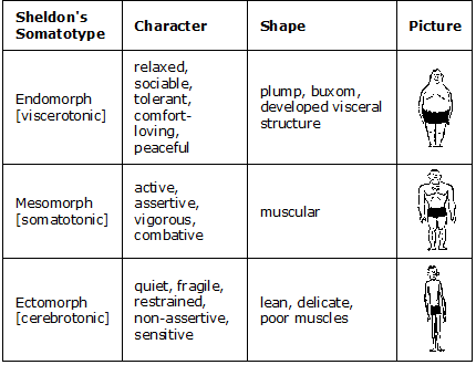 Sheldon Somatotypes Theory - nanieybarnieylurviey