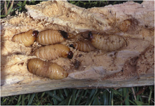 THE KAMORO PEOPLE: The Kamoro