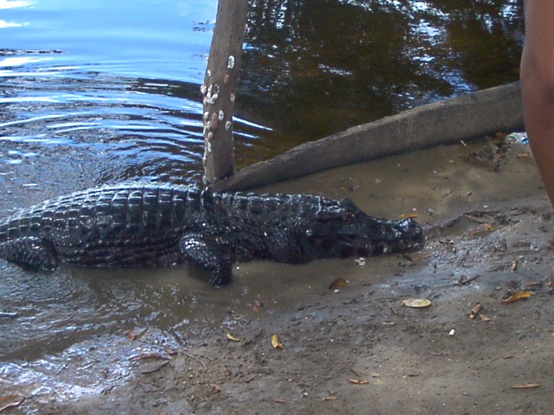 SOU DIFERENTE! FOTOGRAFAR É FUNDAMENTAL.: O JACARÉ.