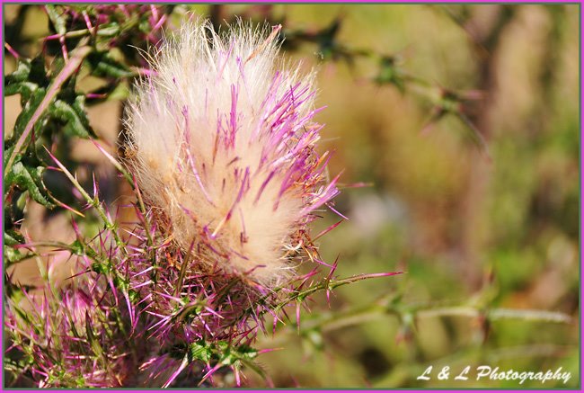 Ocala, Central Florida & Beyond: Thistle a little tune...