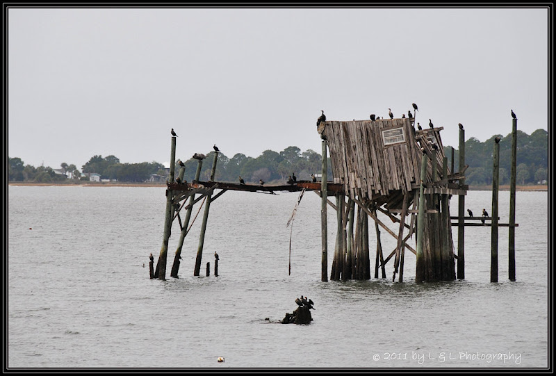 Cedar Key (Florida) Photos: Cedar Key's iconic shack is falling down!