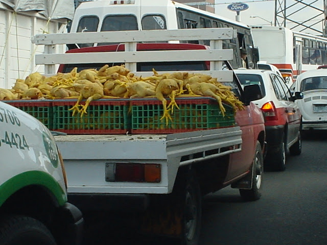 Espacios y despacios: Pollos paseando en camioneta - Chicken traffic