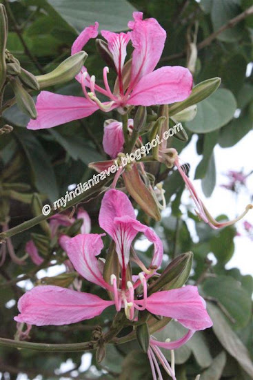 My India Travel: Flowering Tree - Bauhinia Variegata