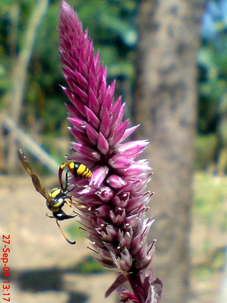 A_gNa"s b_LoG: Boroco, tumbuhan liar penyembuh mata