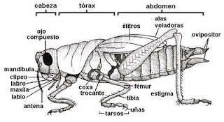 Omar Marquez: Hexapodos