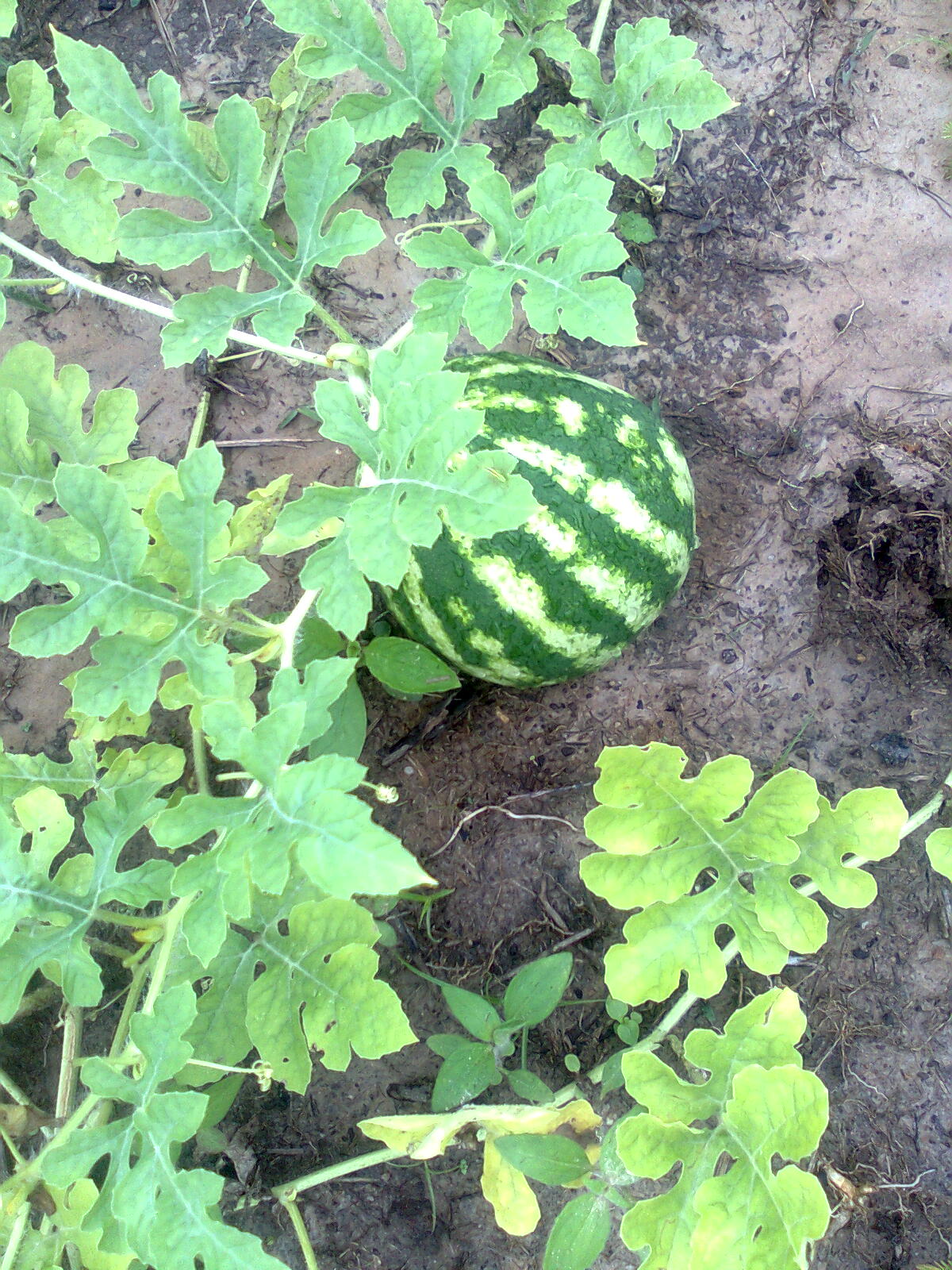 CAFEGA: produccion unidad de patilla