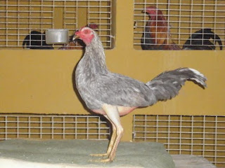 GALLOS DE COmmBATEE: ¿que es un gallino?