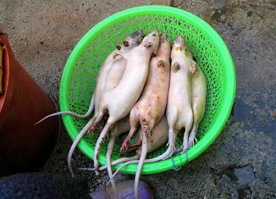 WOW Cool Pics: Chinese Kitchen - Wanna Try Rats?