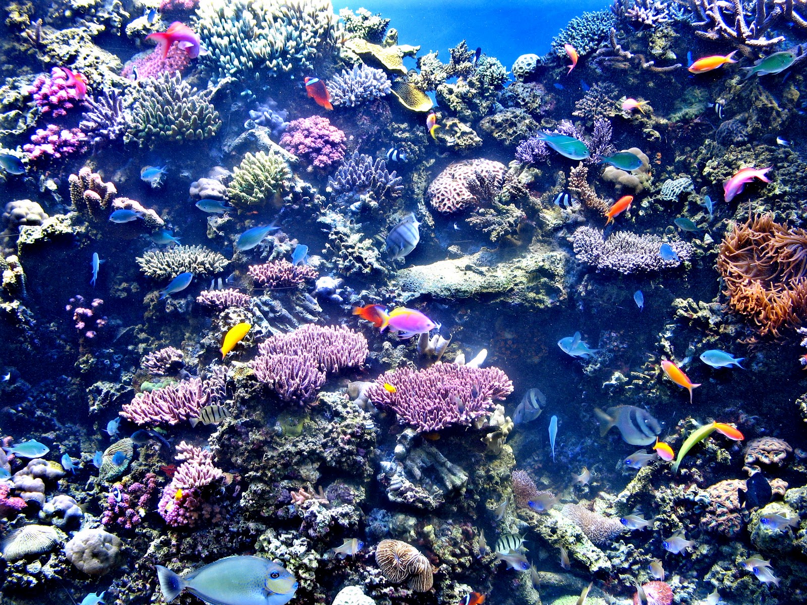 Coral Reef Cam Monterey Bay Aquarium at Brodie Puddy blog
