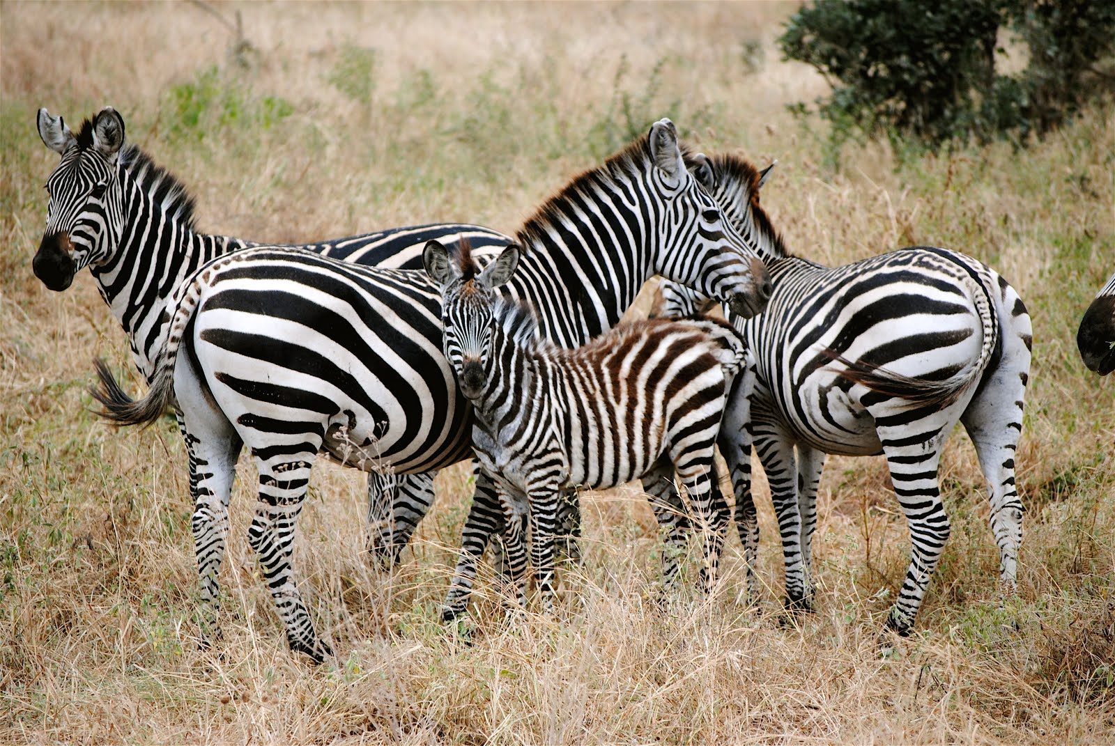 Amazing Africa July 2010: August 2010