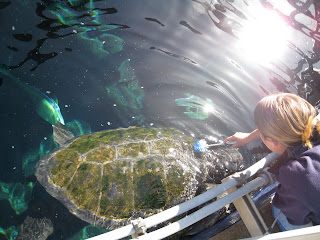 Monterey Bay Aquarist: Sea turtle enrichment